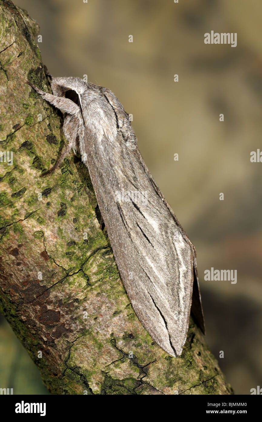 Great Ash Sphinx - Sphinx chersis Stock Photo - Alamy