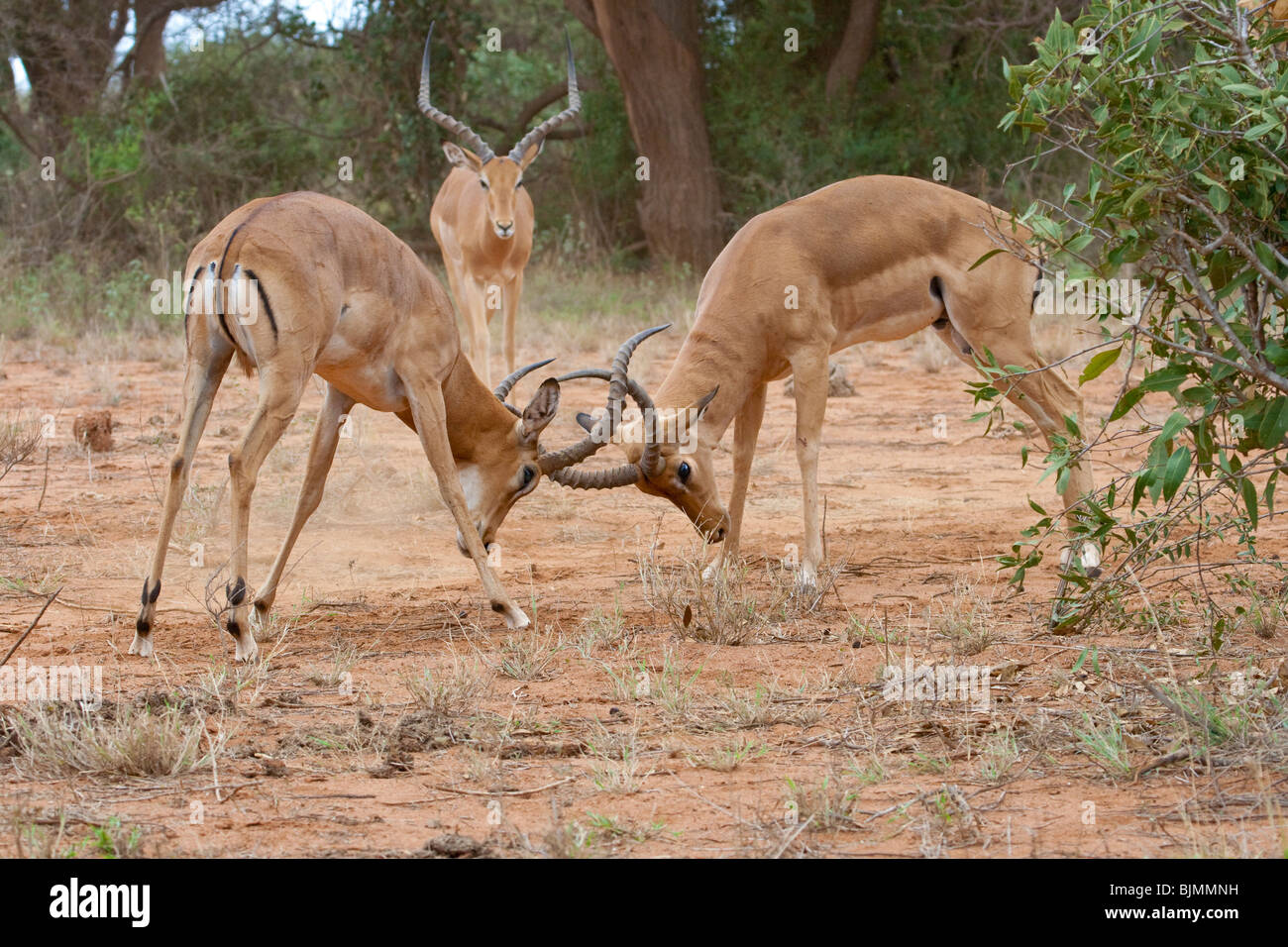 African males fighting hi-res stock photography and images - Alamy