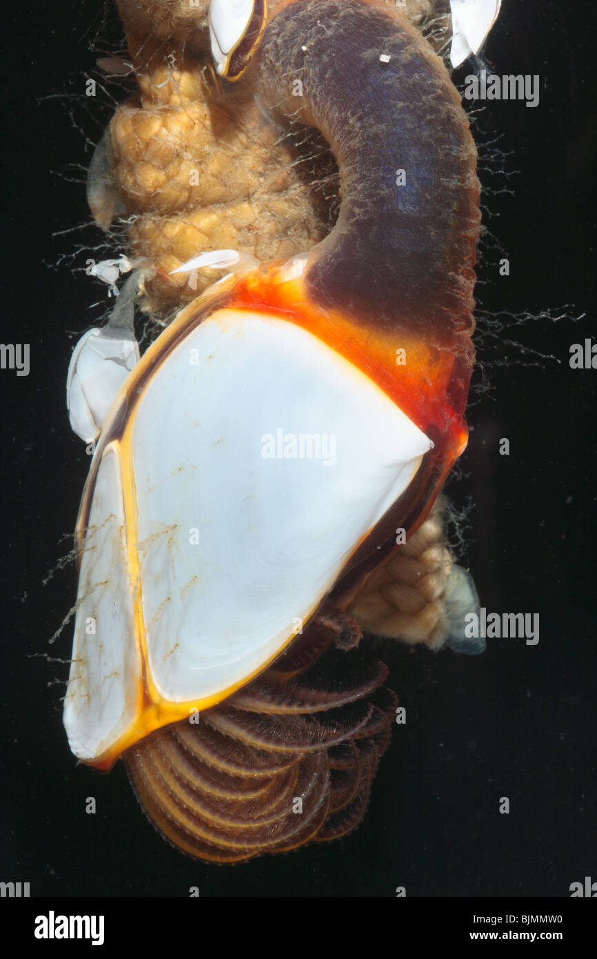Goose barnacle lepas hillii hi-res stock photography and images - Alamy