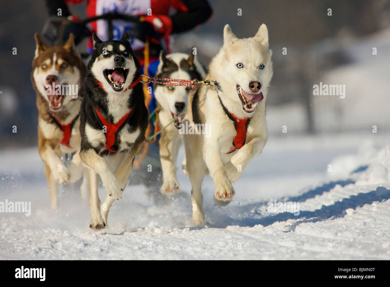 Musher mushing his Siberian huskies at sleddog race in Lenk ...