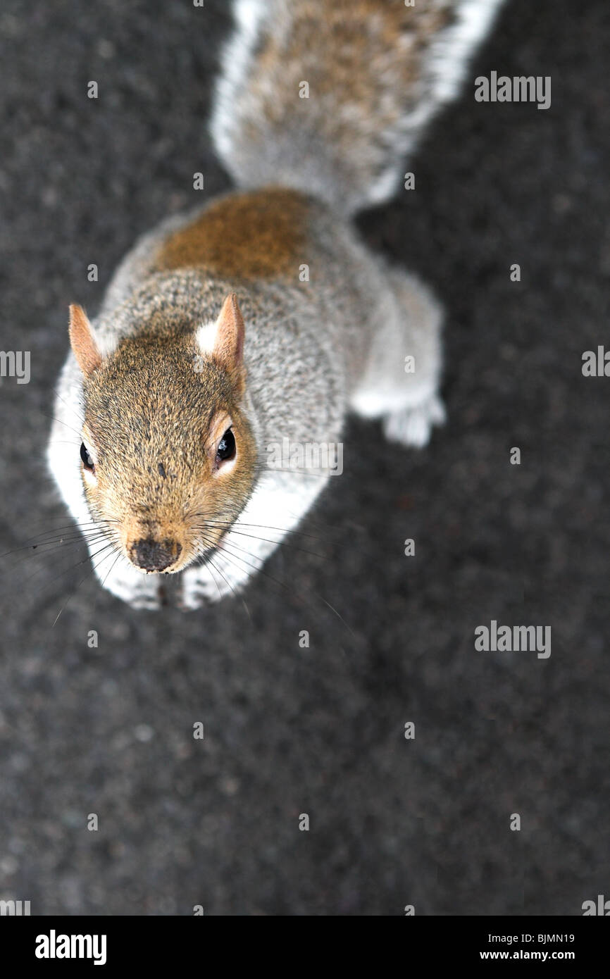 Squirrel looking up. Shallow D.O.F Stock Photo - Alamy
