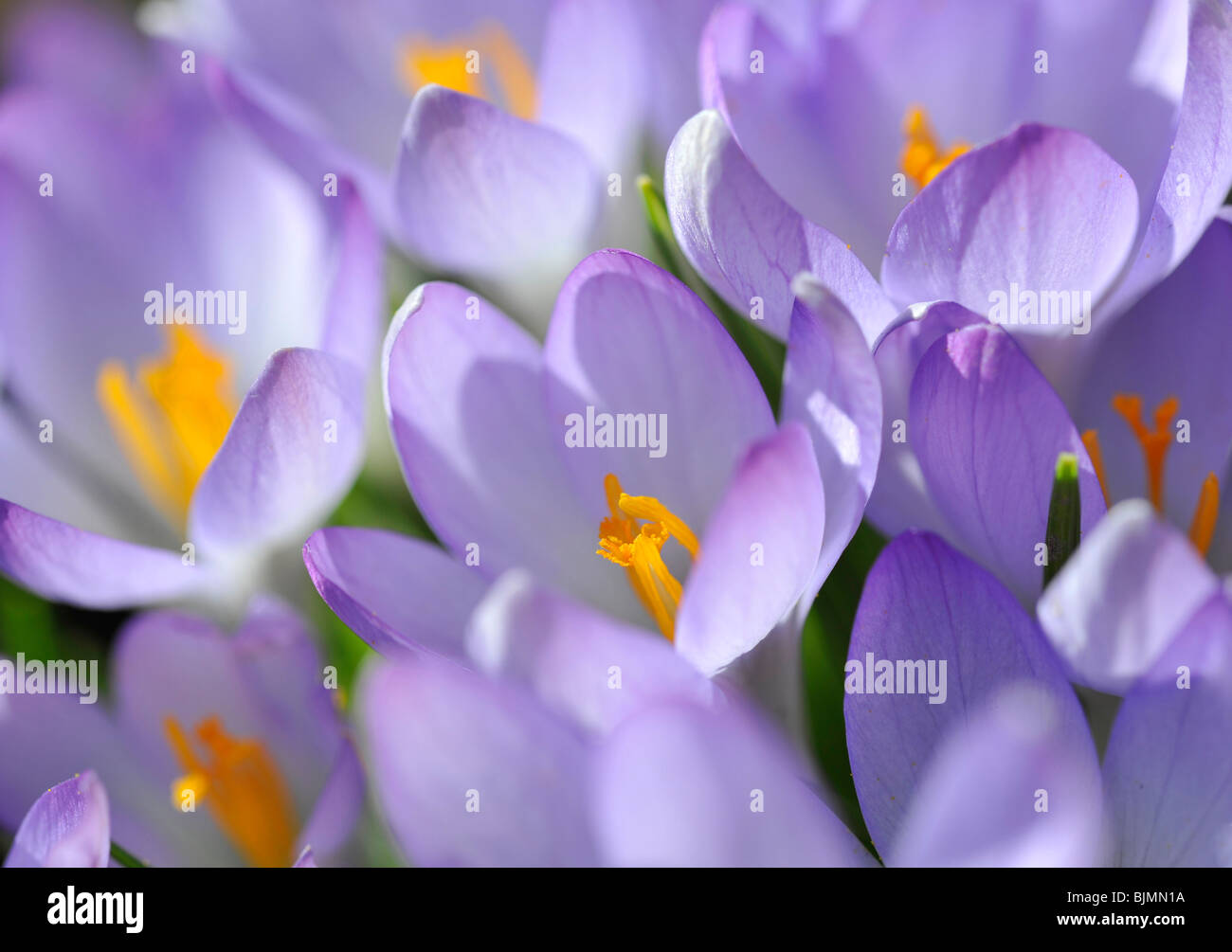 Crocus (Crocus), violet Stock Photo - Alamy