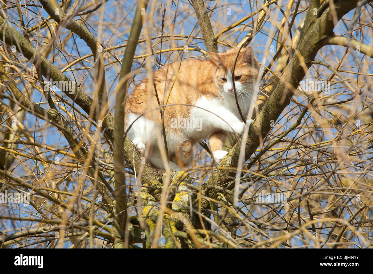 Ginger tom cat up a tree, Hampshire, England Stock Photo - Alamy