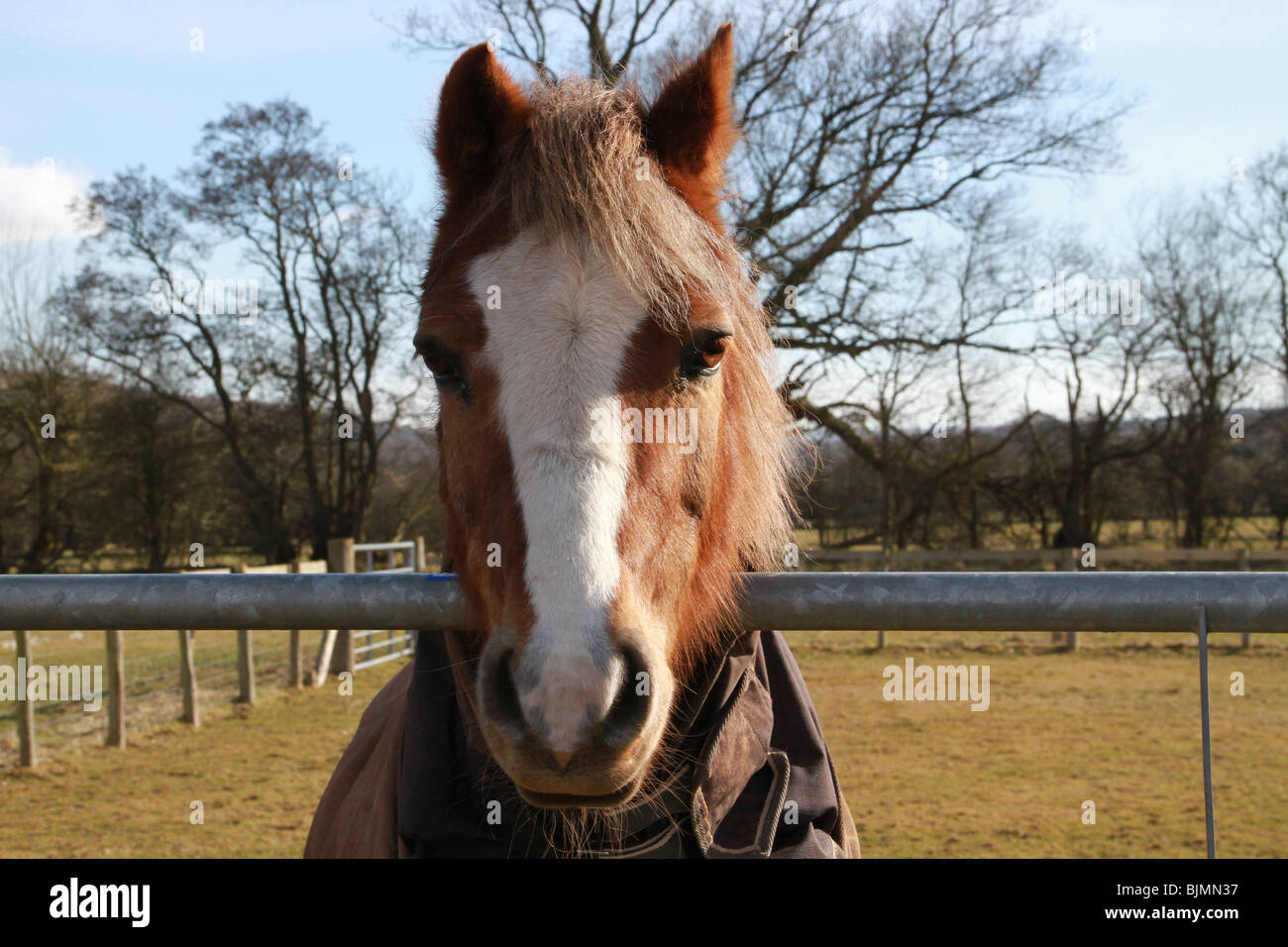 Welsh cob hi-res stock photography and images - Alamy