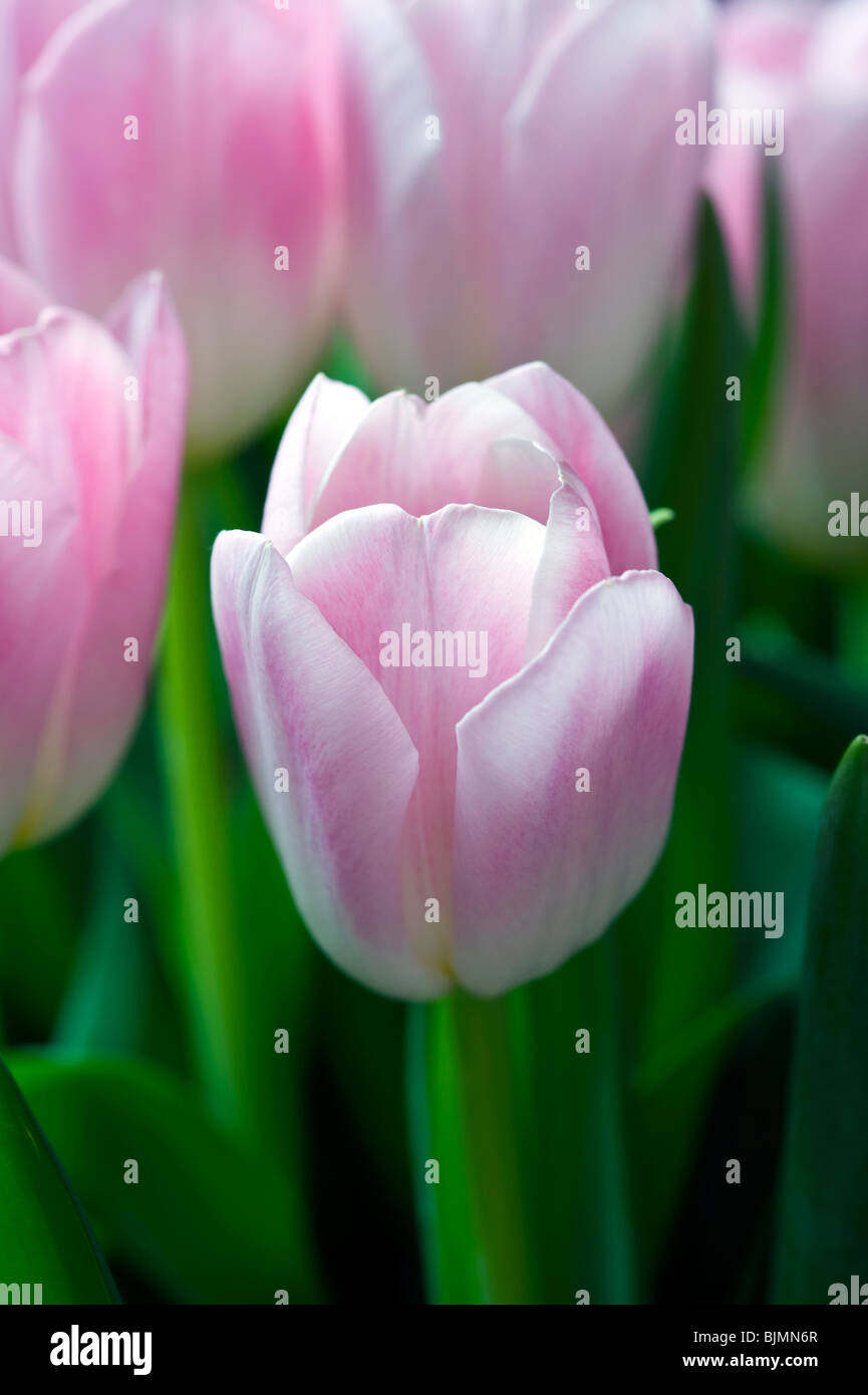 pink tulip close up Stock Photo - Alamy