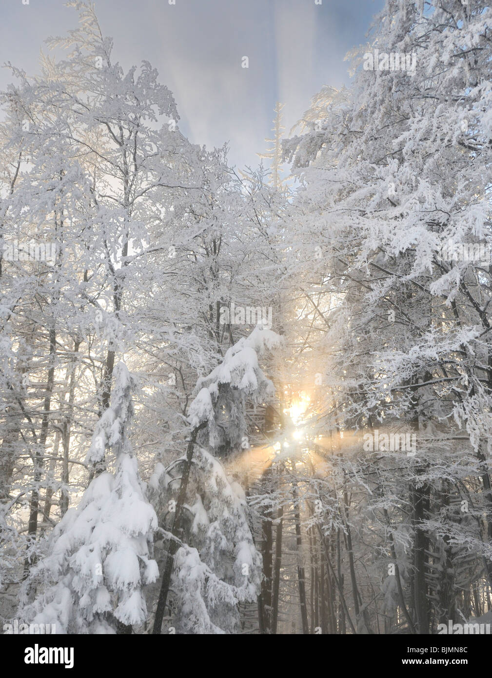 Mist in clearing hi-res stock photography and images - Alamy
