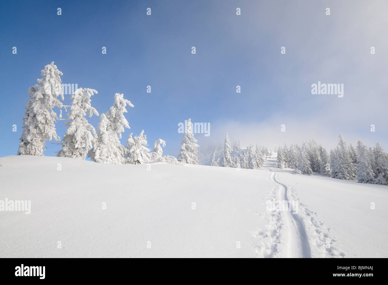 Ascent tracks and deep snow-covered trees on the ridge of Mt. Unterberg ...