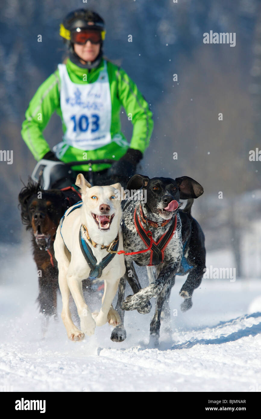 Recreational dog mushing hi-res stock photography and images - Alamy