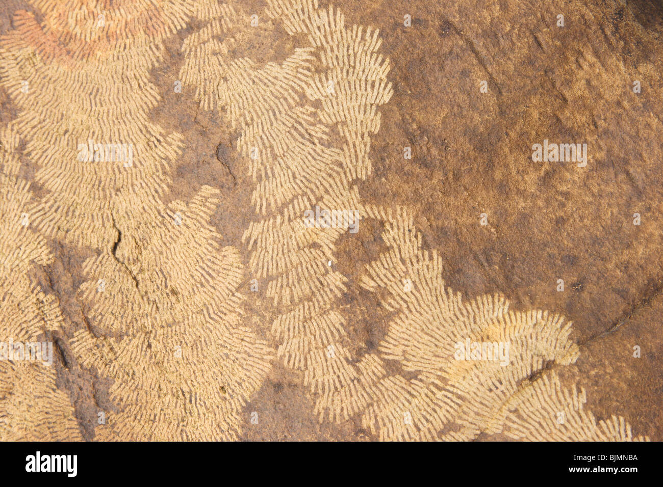 Radula hi-res stock photography and images - Alamy