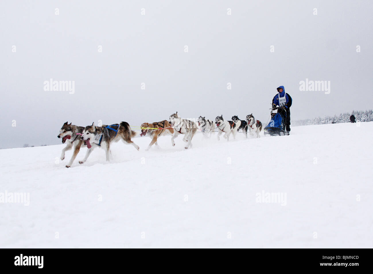 8-dog team of Siberian Huskies, Winterberg Sled Dog Races 2010 ...