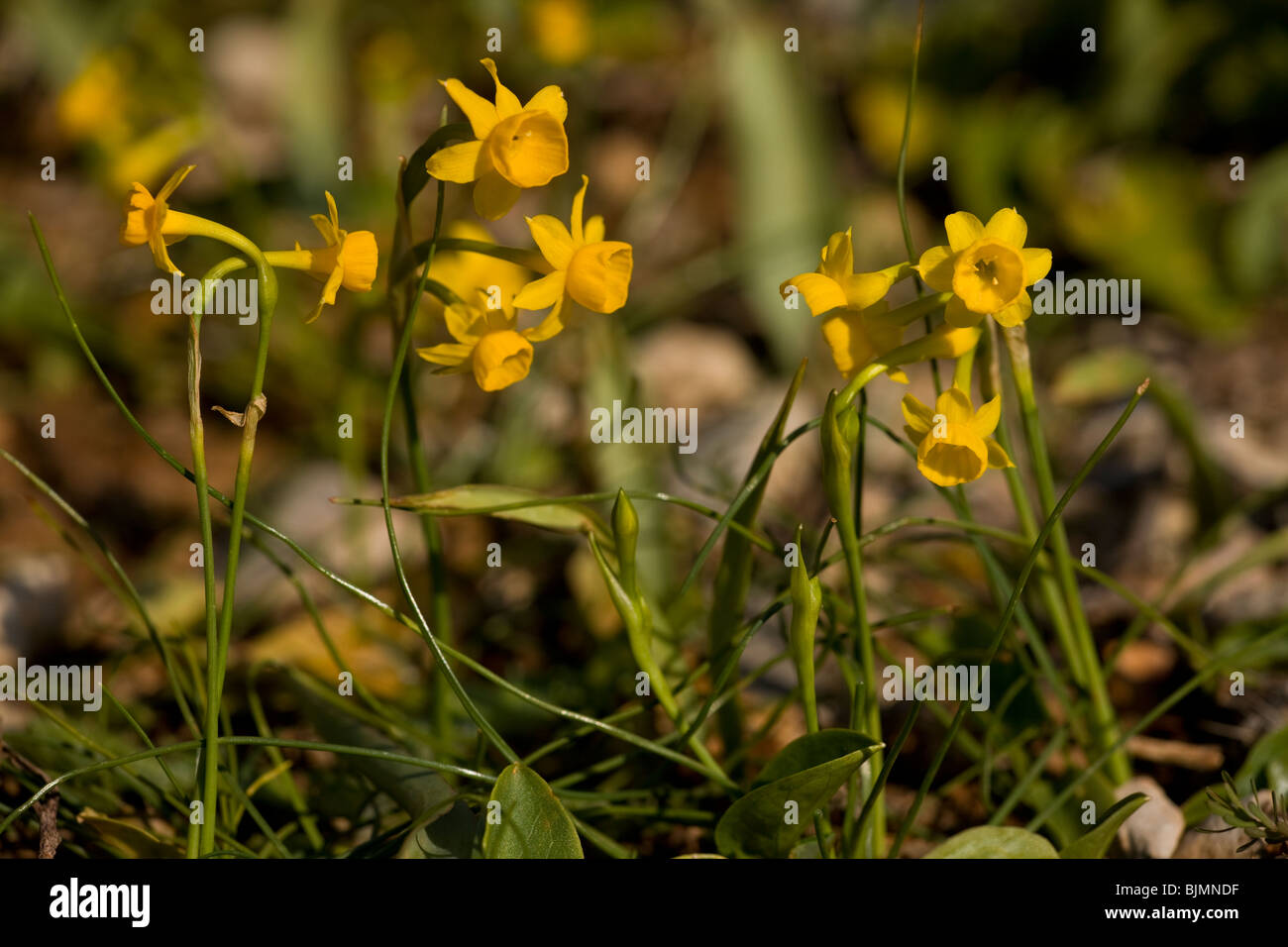 A dwarf Narcissus, Narcissus gaditensis; Algarve, Portugal Stock Photo ...