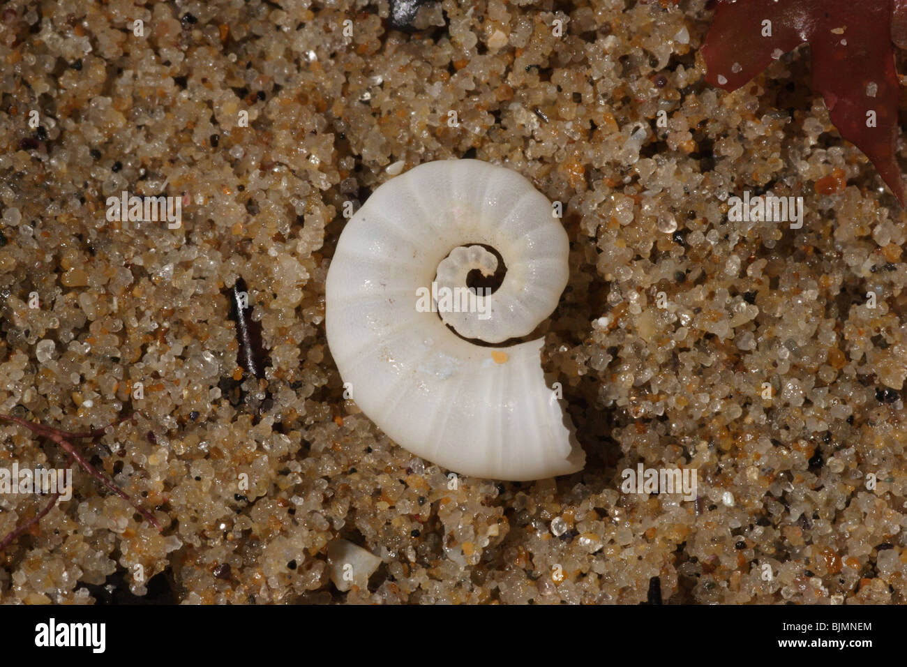 Spirula spirula. Washed up. Cornwall Stock Photo - Alamy