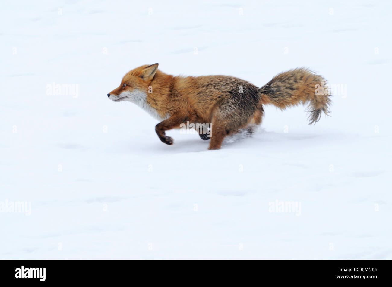 Red fox (Vulpes vulpes) fleeing Stock Photo - Alamy