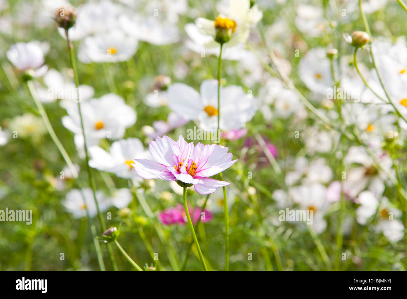 Cosmos flower japan autumn hi-res stock photography and images - Alamy