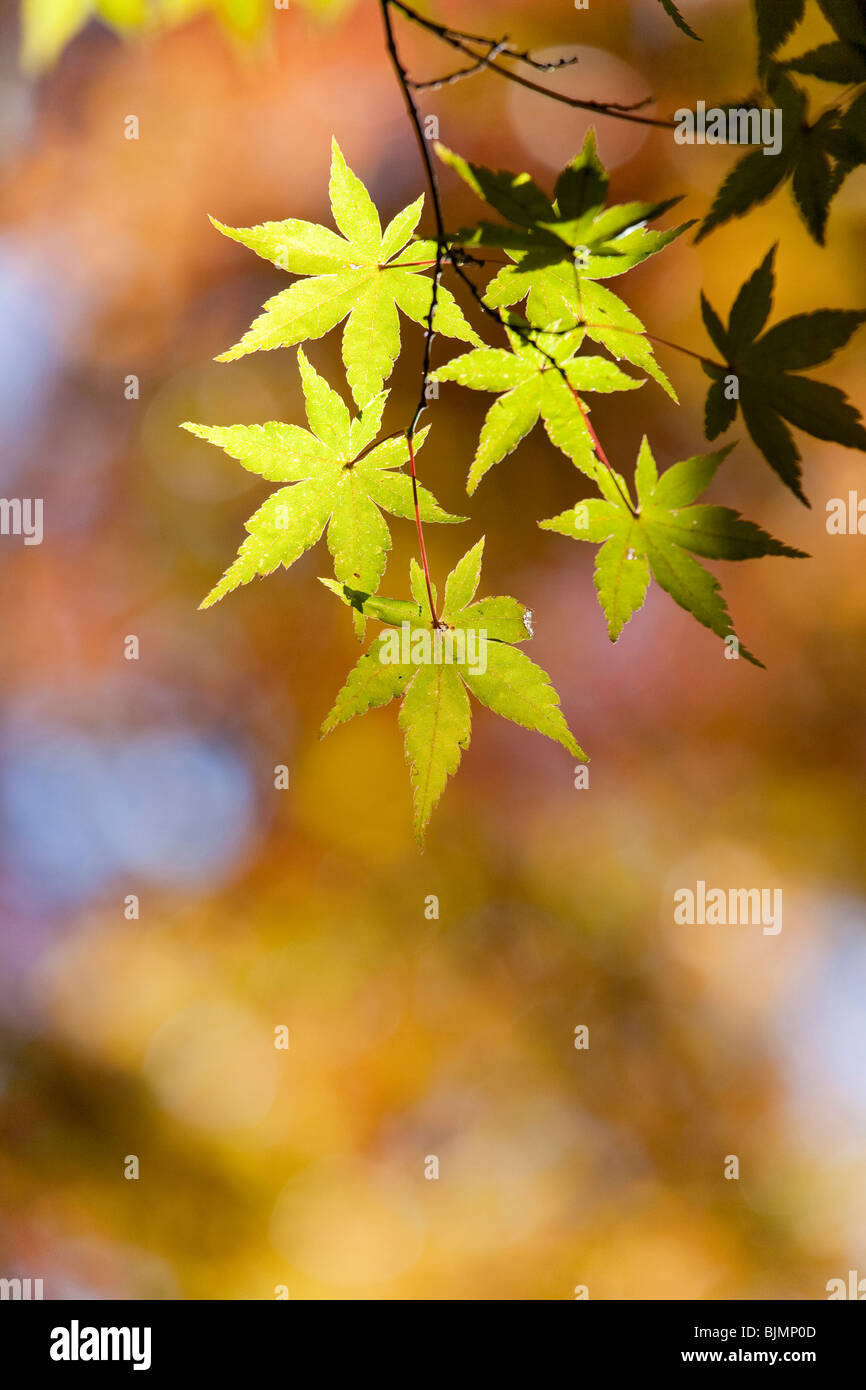 Green maple leaves Stock Photo - Alamy