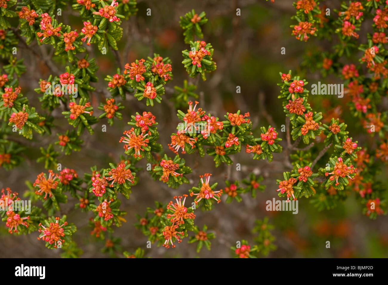 Portuguese Flower High Resolution Stock Photography and Images - Alamy