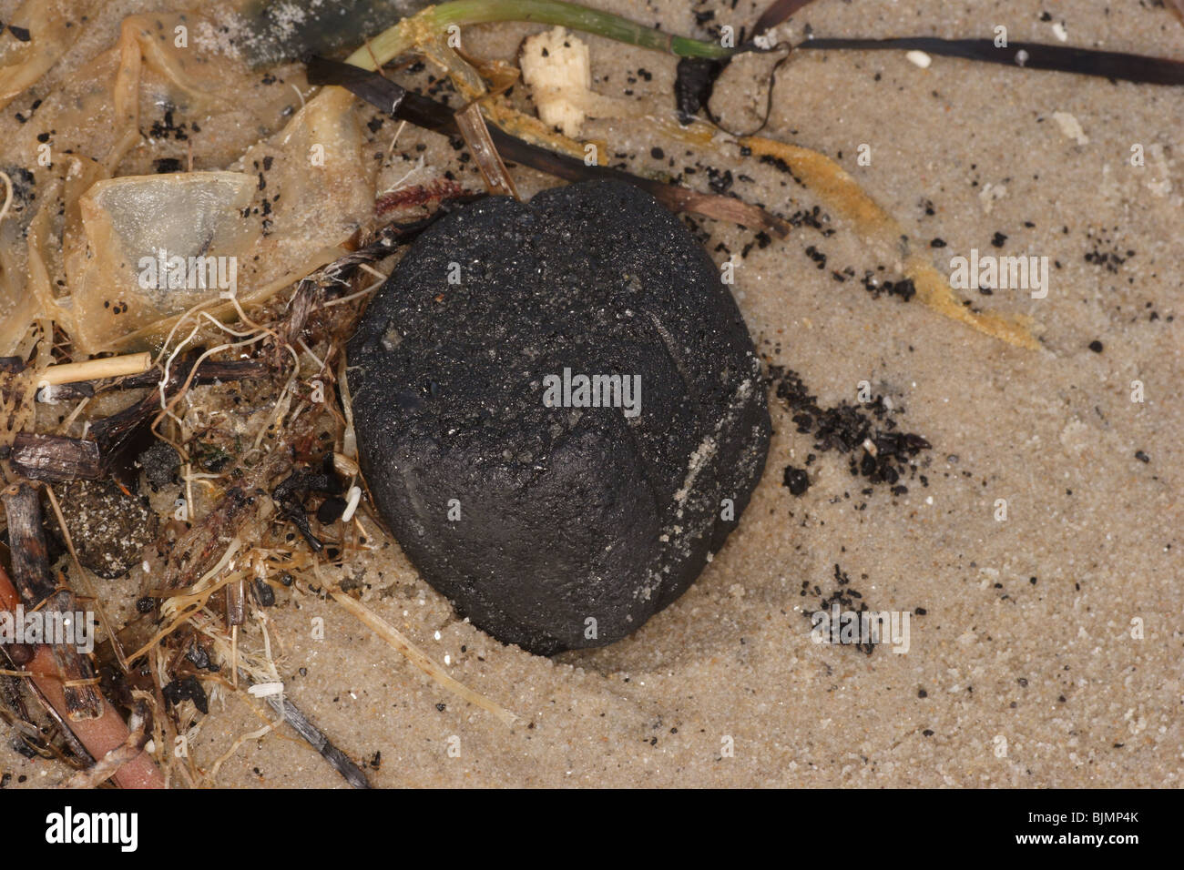 Sea coal. Washed up on strandline. Studland beach Dorset. march Stock ...