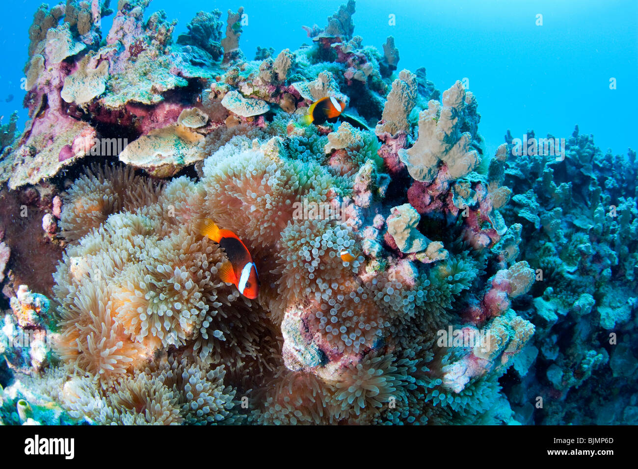 Anemone Fish in Chuuk, Micronesia Stock Photo - Alamy