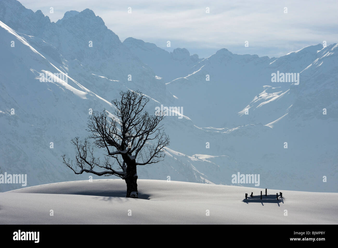 Tree in front of the main chain of the Allgaeuer Alps, Hinterstein ...