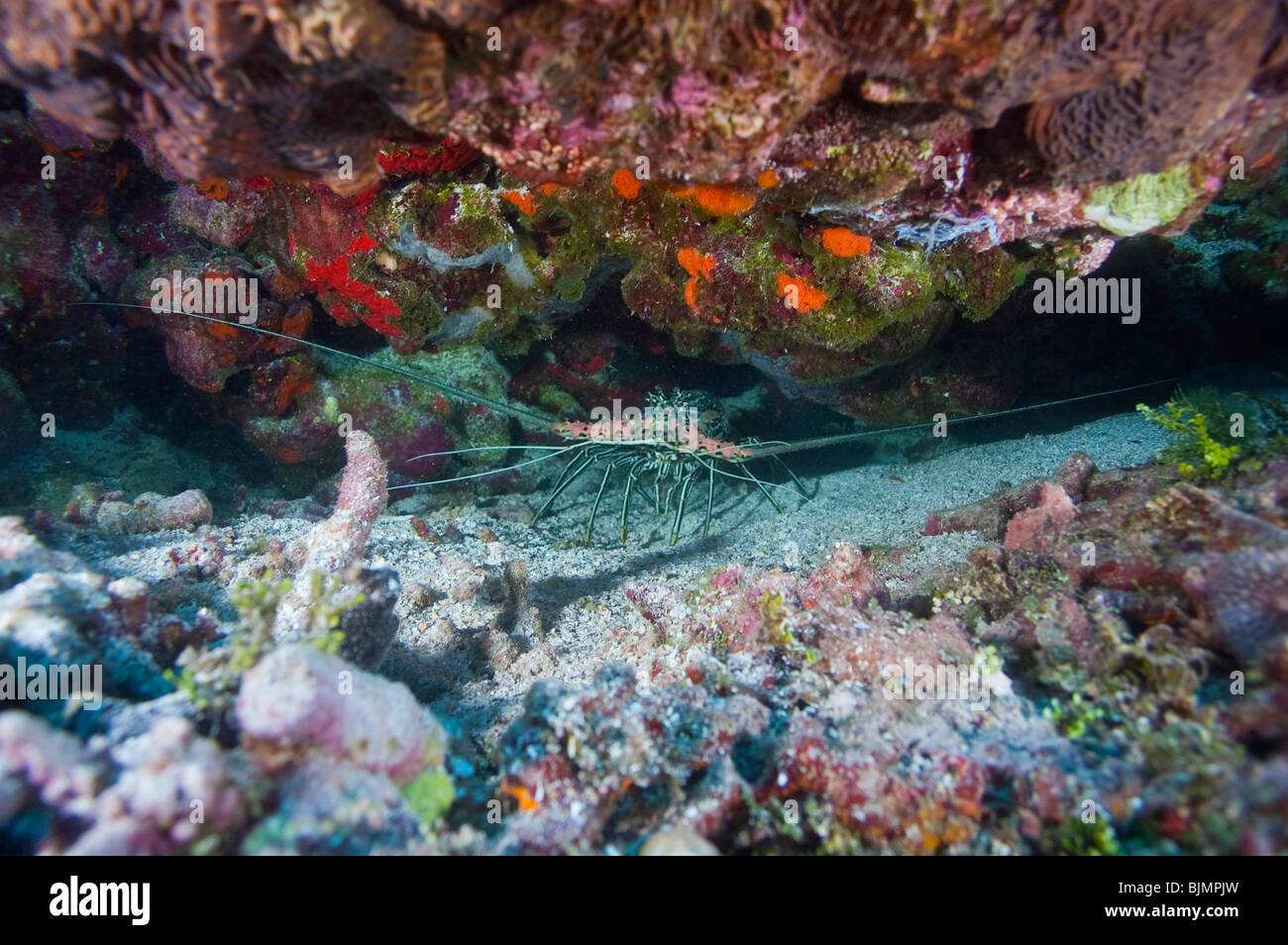 Longipes hi-res stock photography and images - Alamy