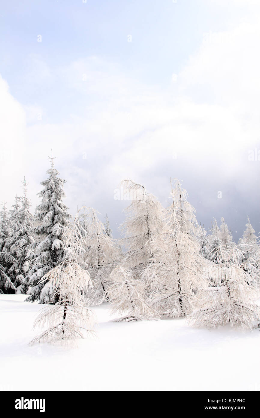 Poland winter forest hi-res stock photography and images - Alamy