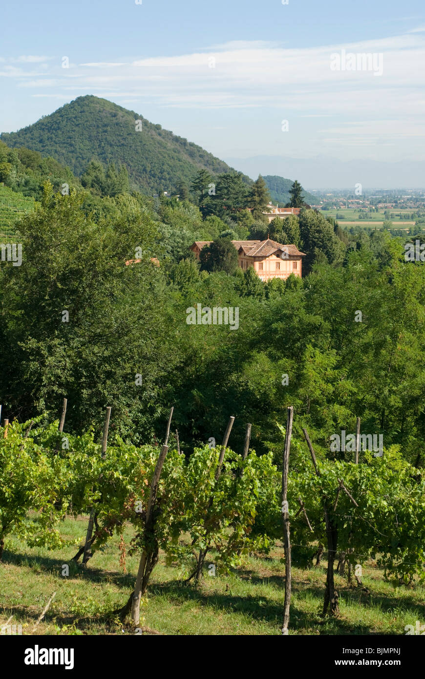 Hills of vineyards hi-res stock photography and images - Alamy