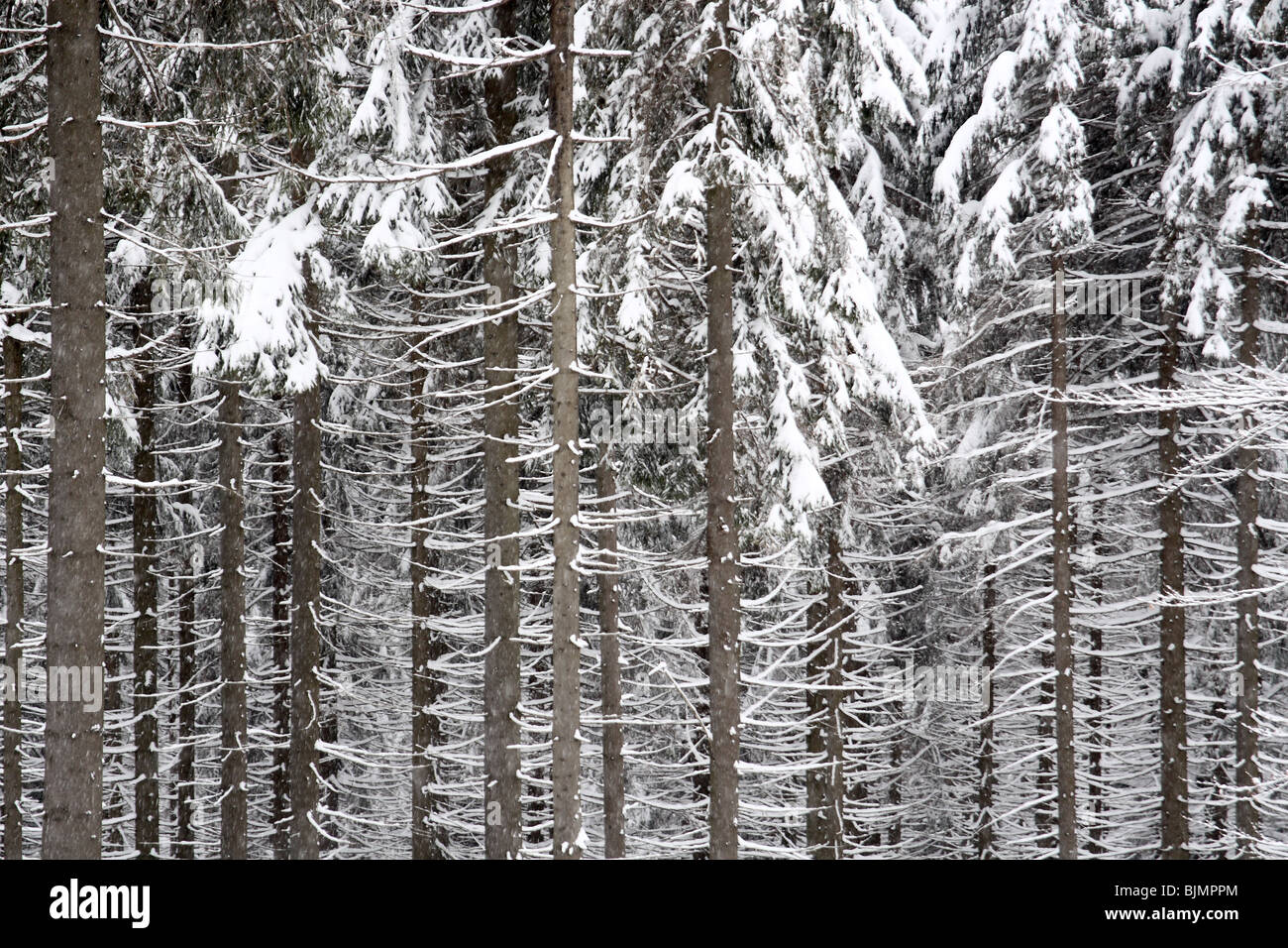 Poland winter forest hi-res stock photography and images - Alamy