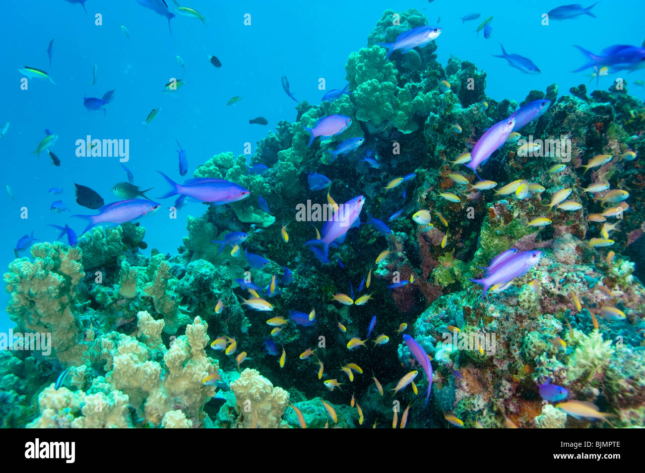 Tropical fishes and coral reef in Chuuk, Micronesia Stock Photo - Alamy