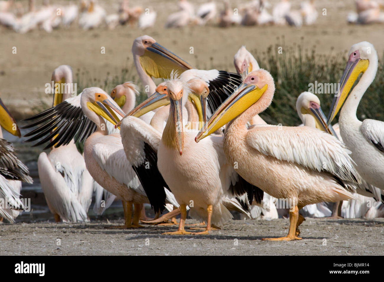 Pelecanus onocrotalus hi-res stock photography and images - Alamy