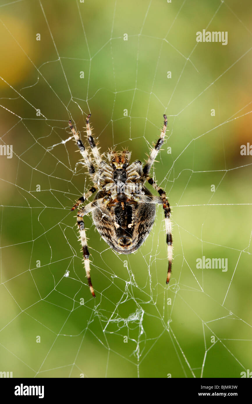 European Garden Spider: Araneus diadematus Stock Photo - Alamy