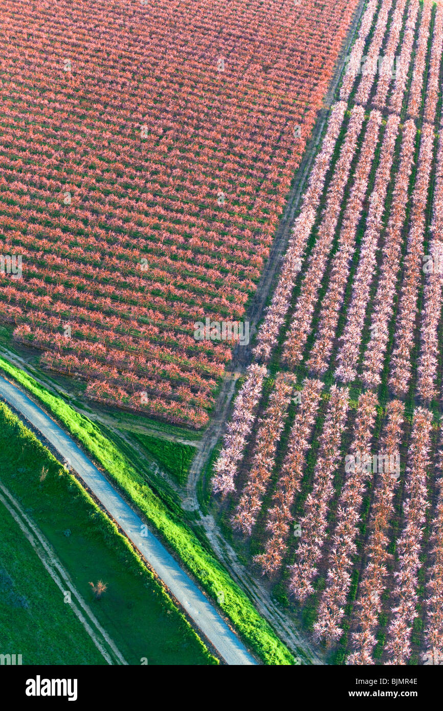 Farms and peach orchards in bloom in the Sacramento Valley from the air ...