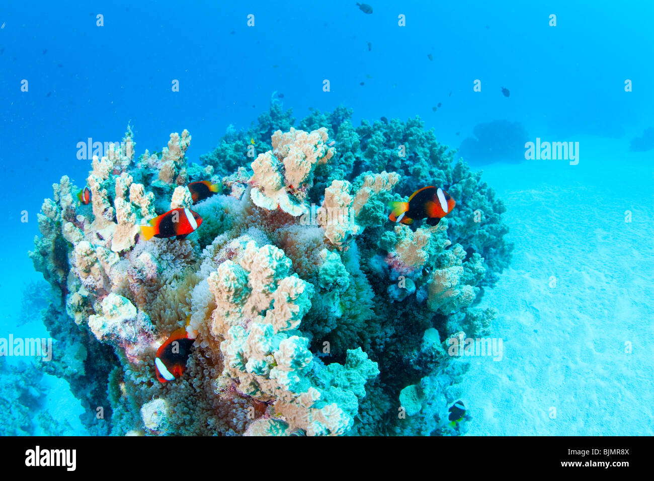 Anemone Fish in Chuuk, Micronesia Stock Photo - Alamy