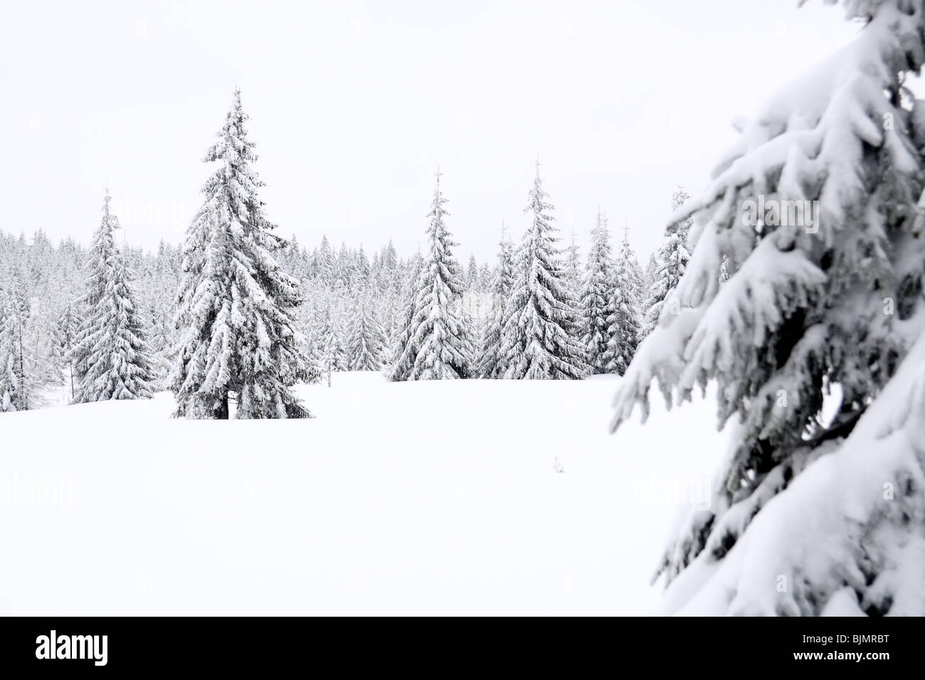 Poland winter forest hi-res stock photography and images - Alamy