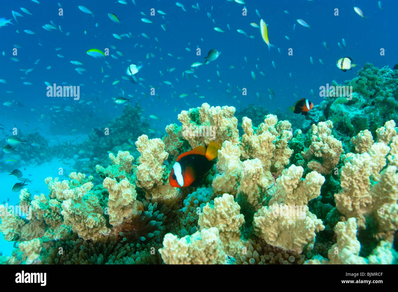 Clown Fish in Chuuk, Micronesia Stock Photo - Alamy
