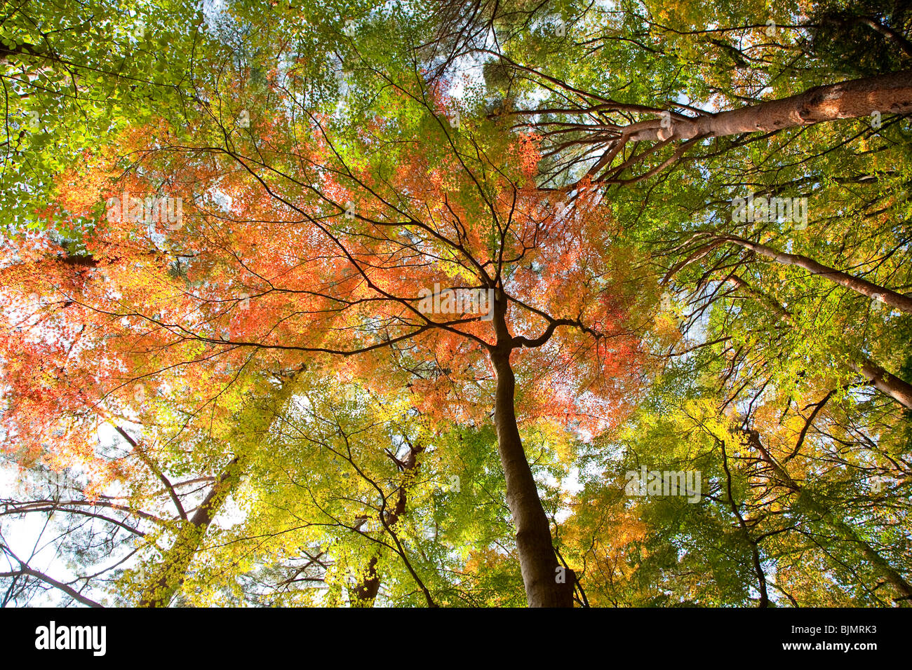 Maple trees in autumn Stock Photo - Alamy