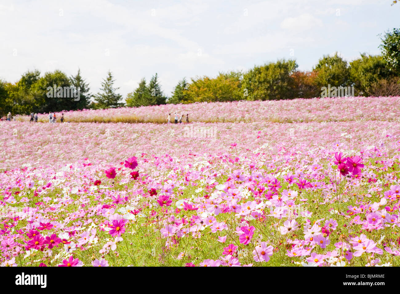 Cosmos field in Japan Stock Photo - Alamy