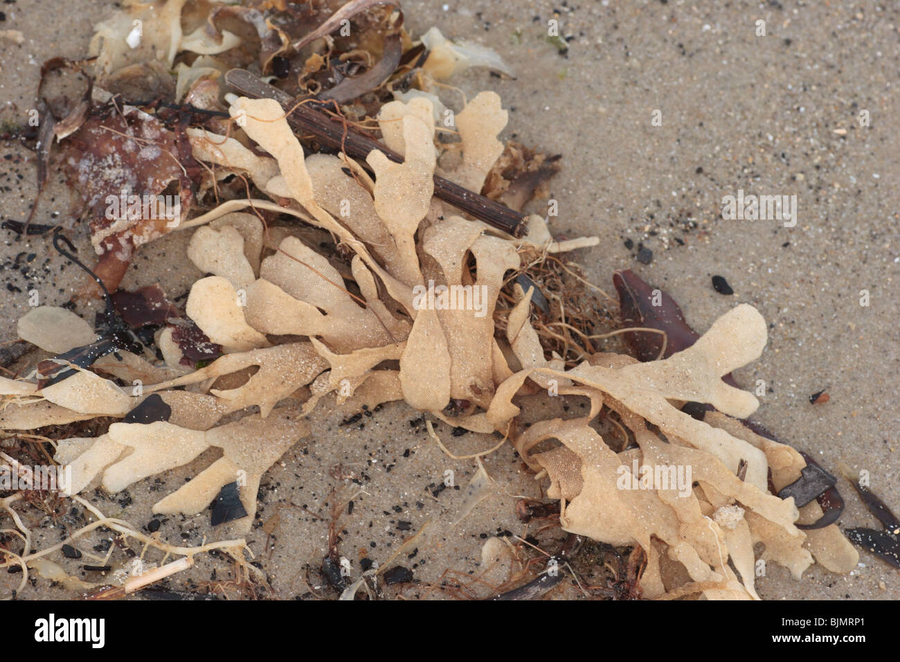 Hornwrack, Flustra foliacea. Bryozoan. Washed up on strandline ...