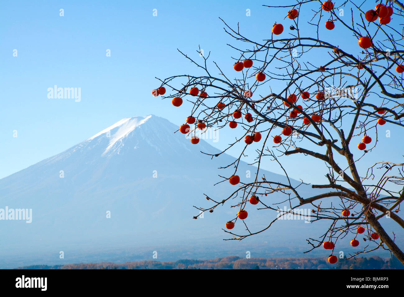 Mt Fuji and Persimmon Tree Stock Photo - Alamy