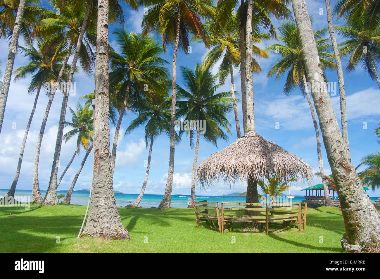 Palm Trees in Chuuk, Micronesia Stock Photo - Alamy