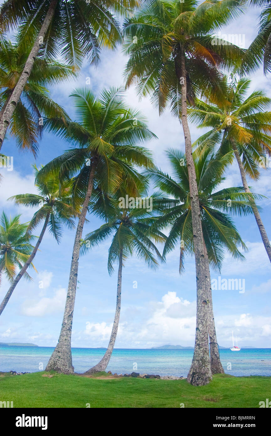 Palm Trees in Chuuk, Micronesia Stock Photo - Alamy