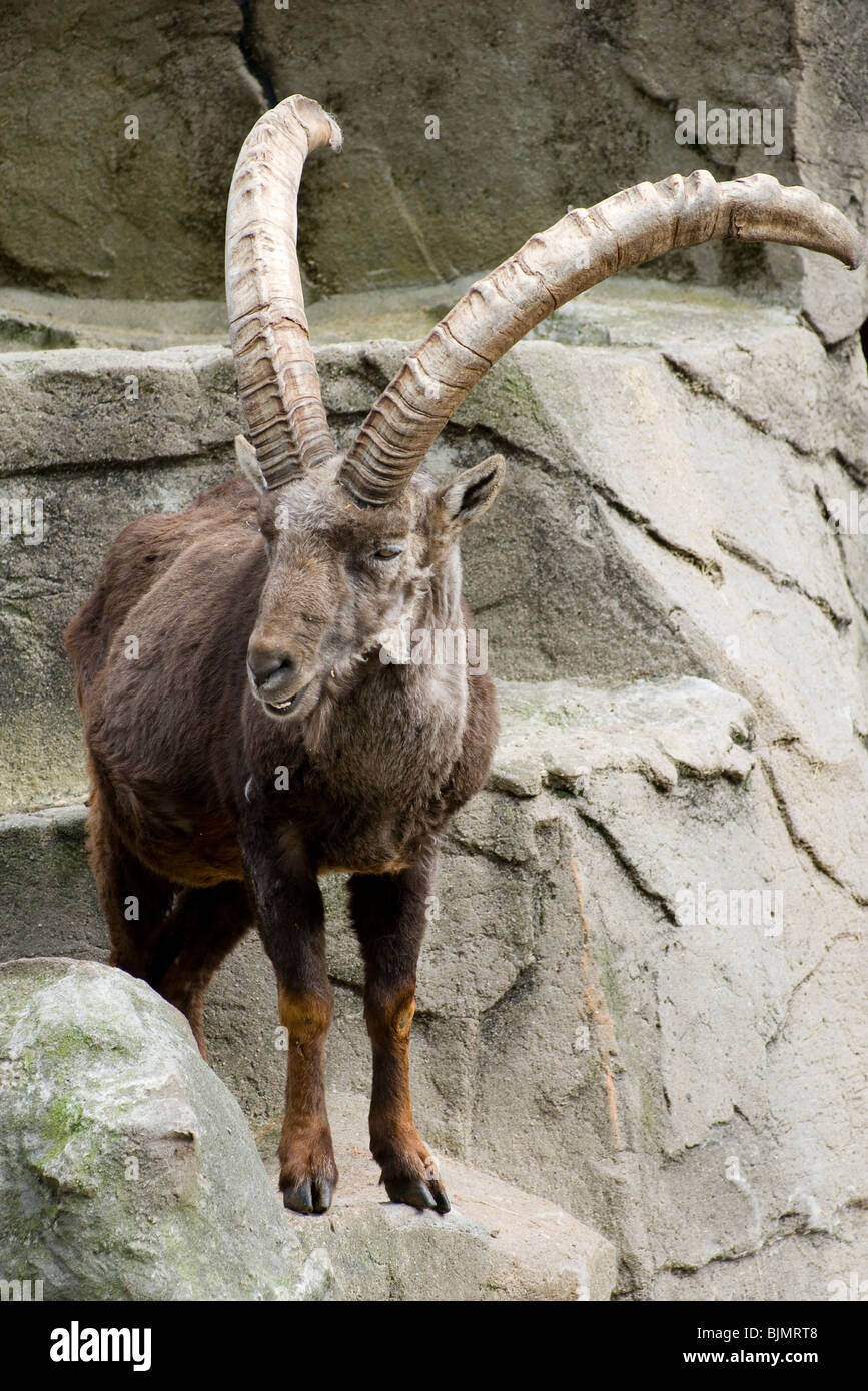 European mountain goat hi-res stock photography and images - Alamy