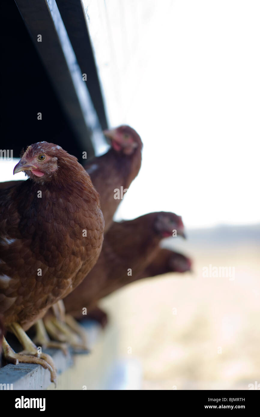 Chicken jumping hi-res stock photography and images - Alamy