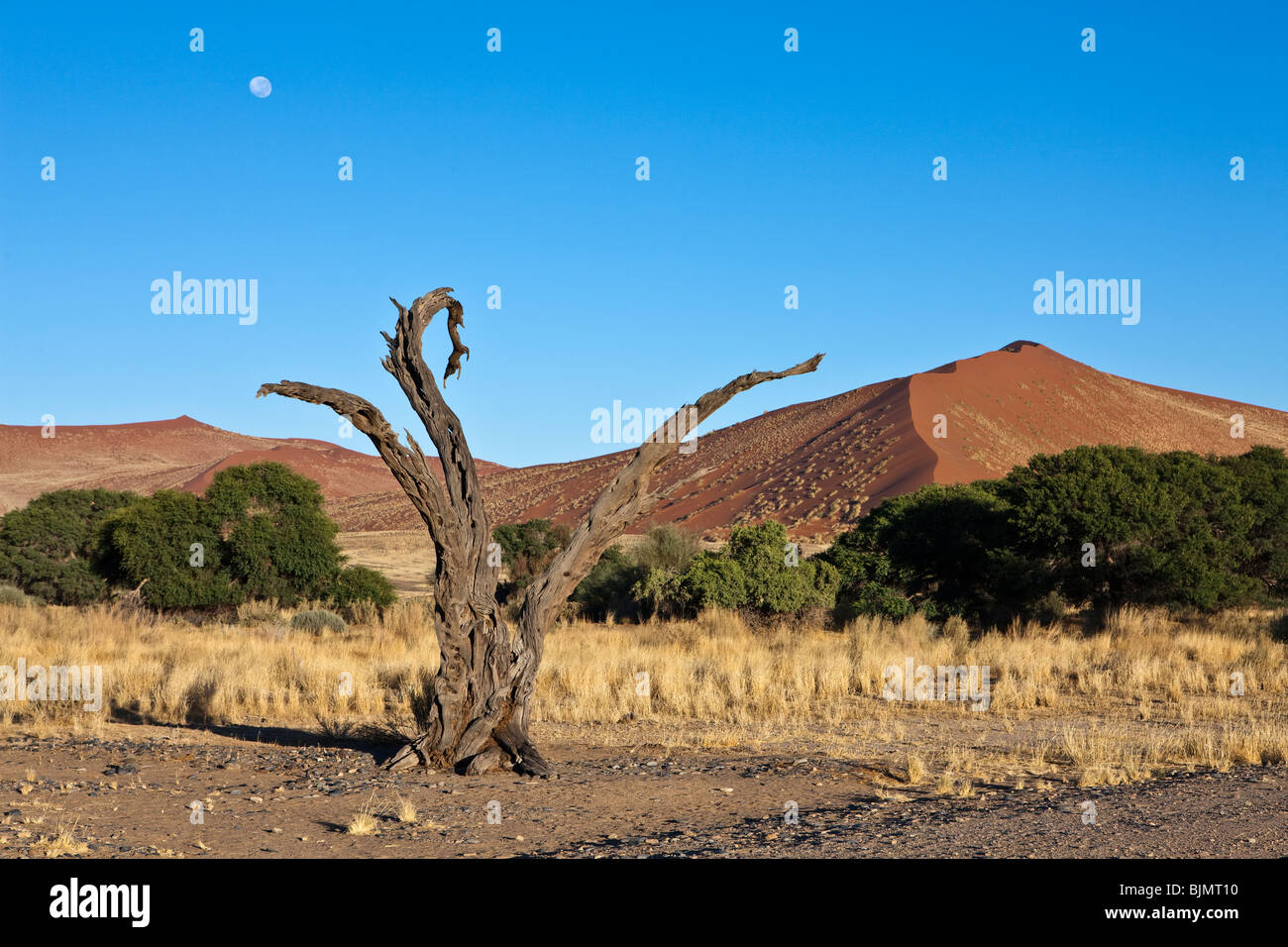 Namibia,Sossusvlei area,a dead tree near the Namib desert Stock Photo ...