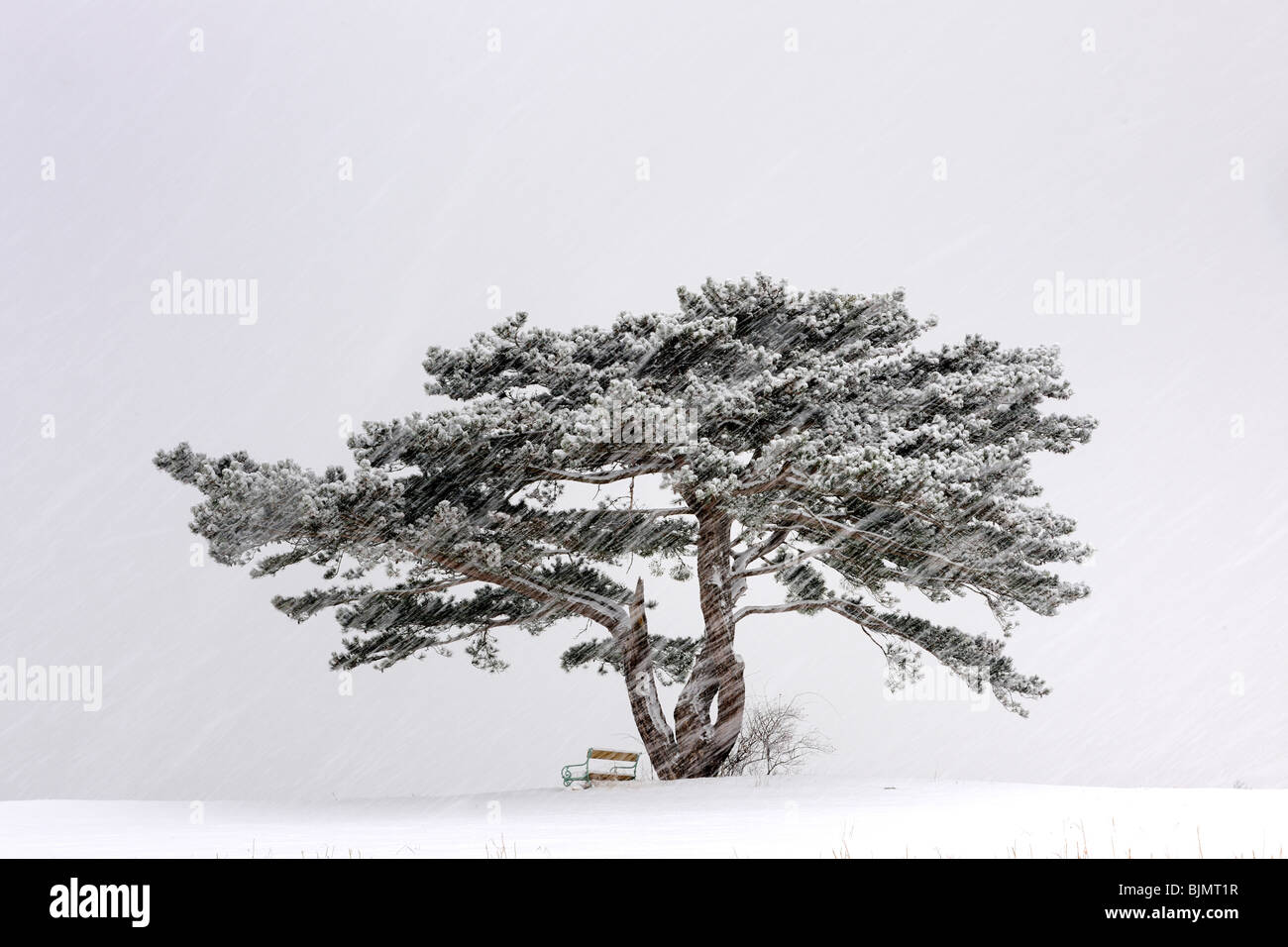 European black pine tree hi-res stock photography and images - Alamy