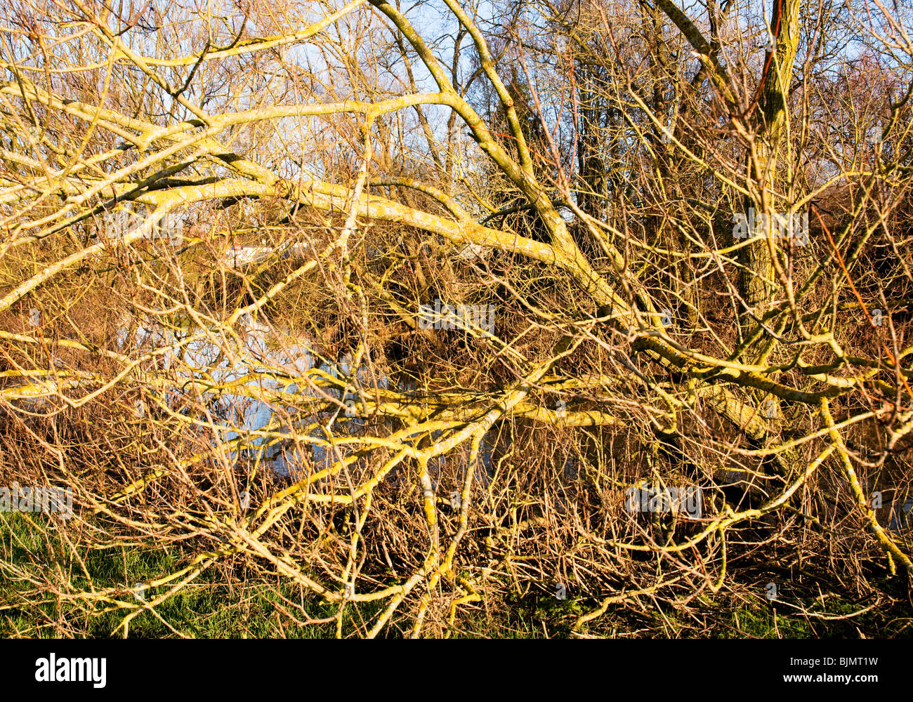Golden orange colour hi-res stock photography and images - Alamy