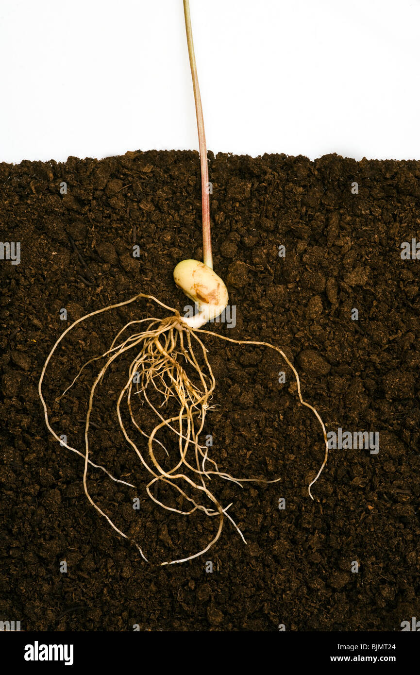 Phaseolus coccineus Fabaceae runner bean seedling showing legume seed ...