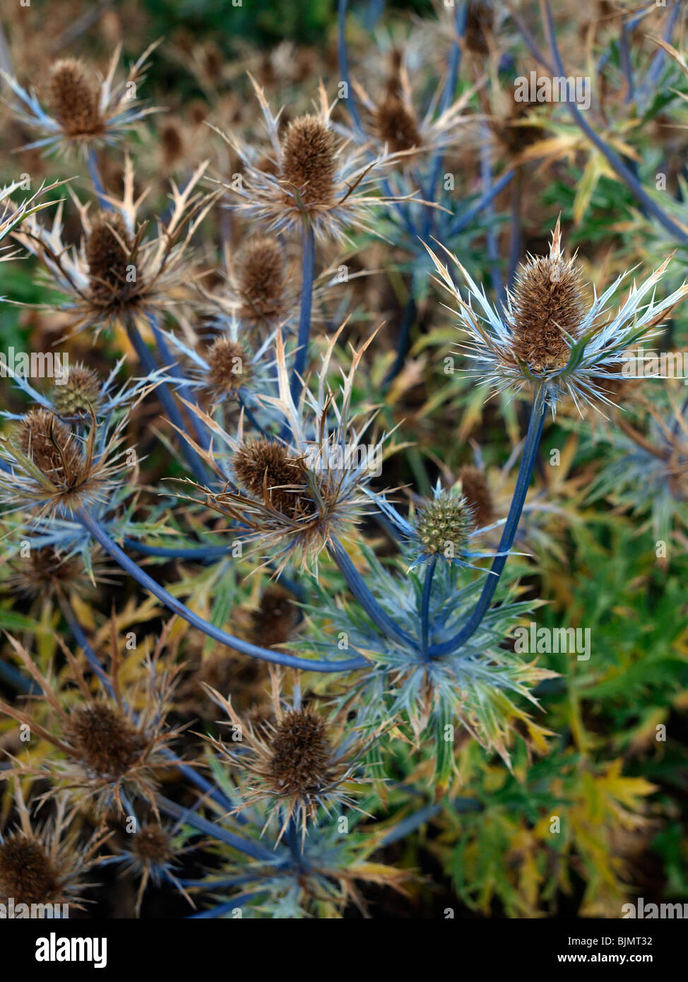 typical blue thistle of Scotland Stock Photo - Alamy