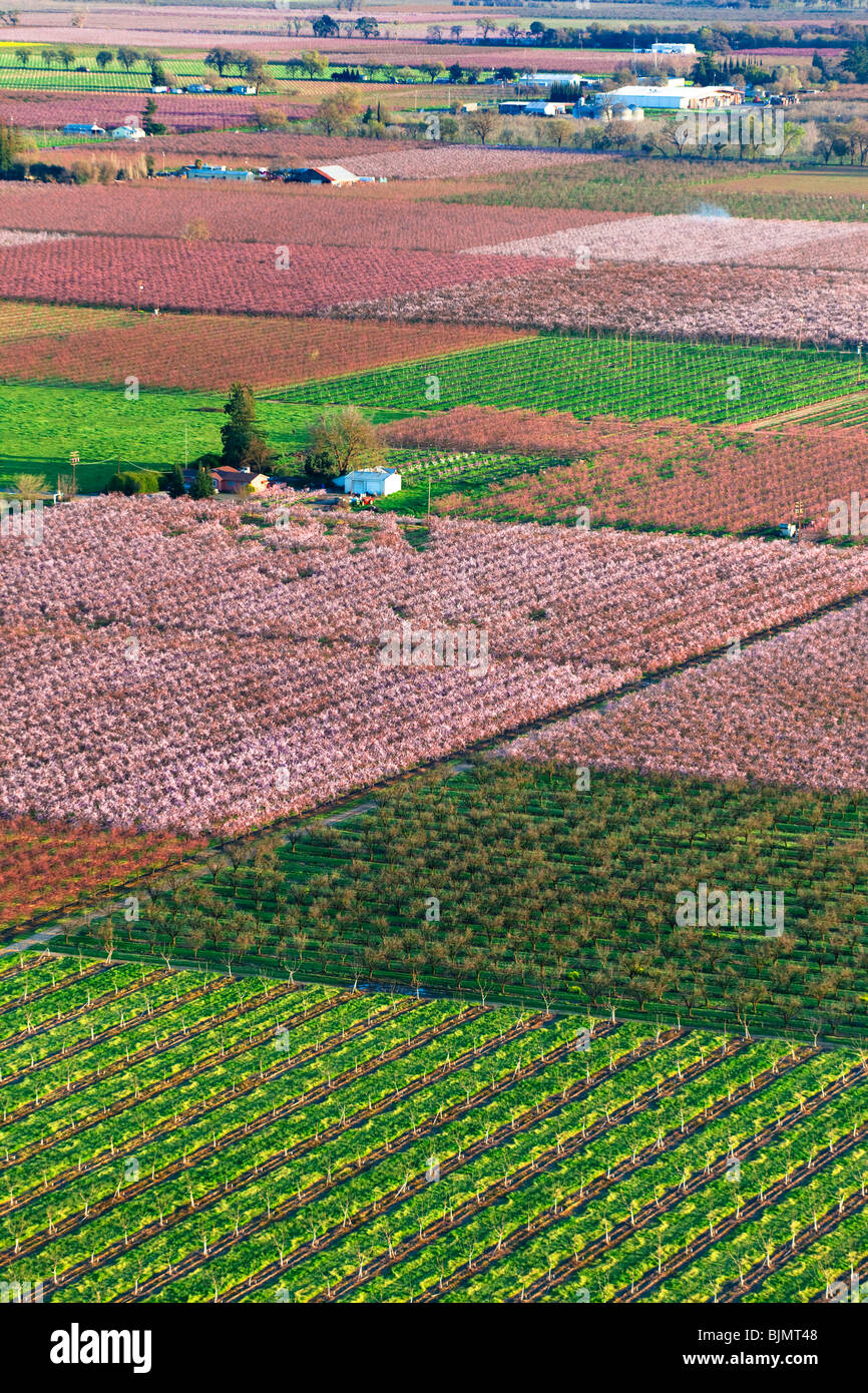 Peach fields in bloom hi-res stock photography and images - Alamy