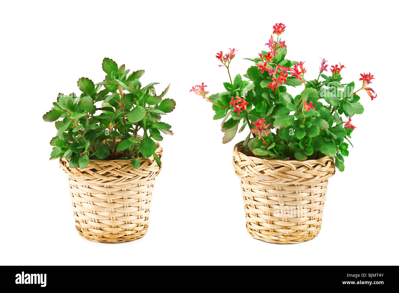 Flower in pot houseplant hi-res stock photography and images - Alamy