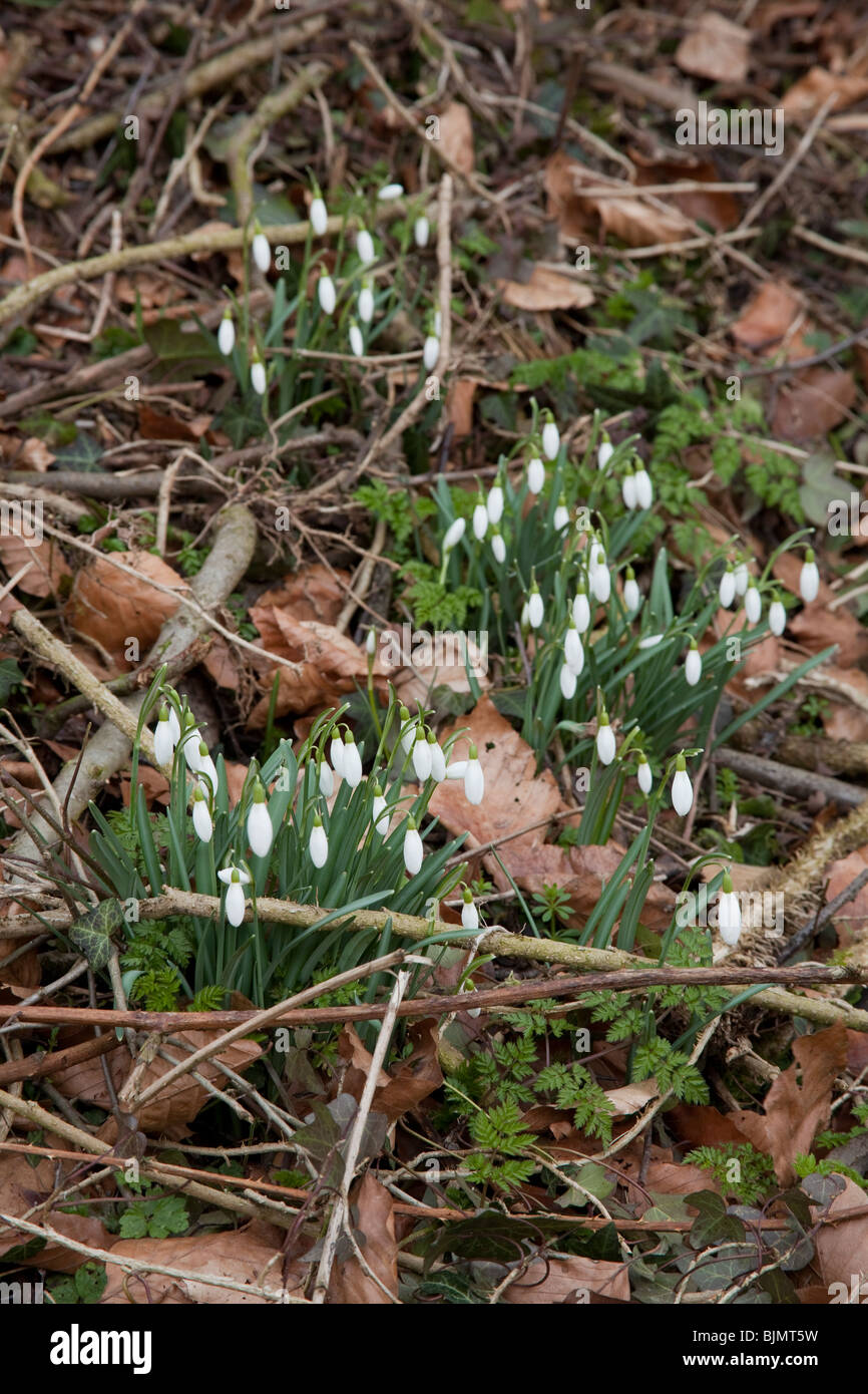 Snowdrop flowers hi-res stock photography and images - Alamy